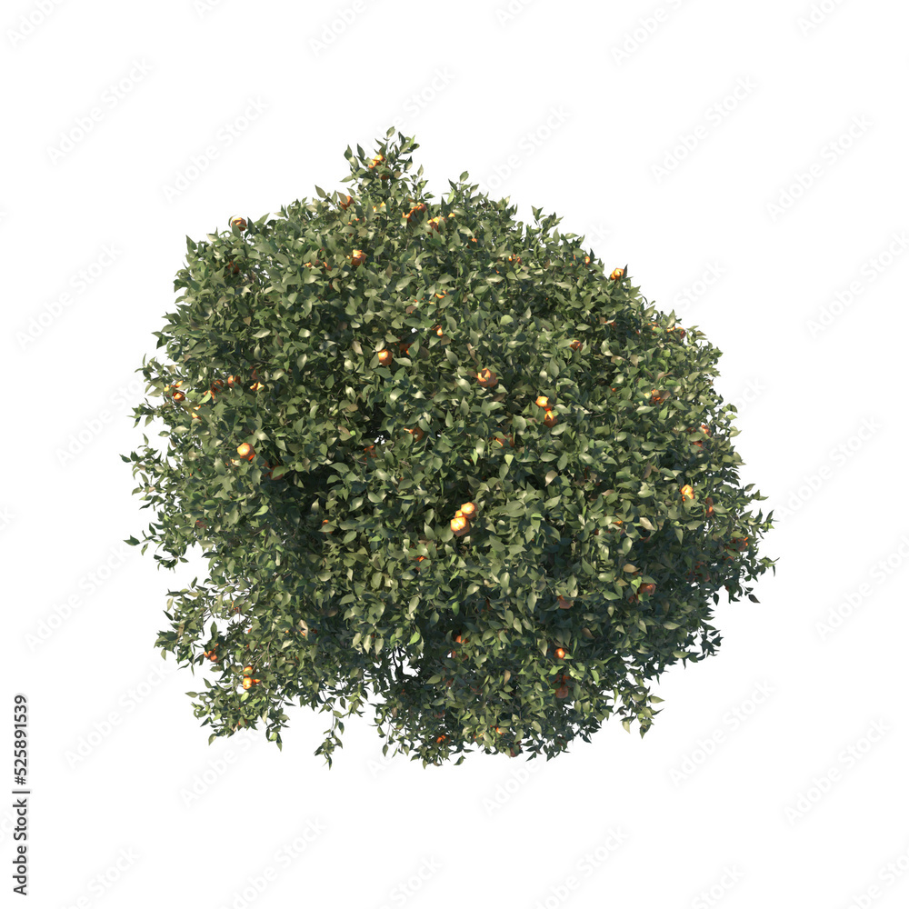 high quality trees from top view realistic 3d render illustrations for ...