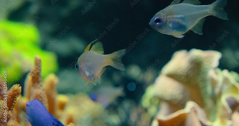 Rhodeus uyekii amarus, European bitterling, wide-spread wild small ...