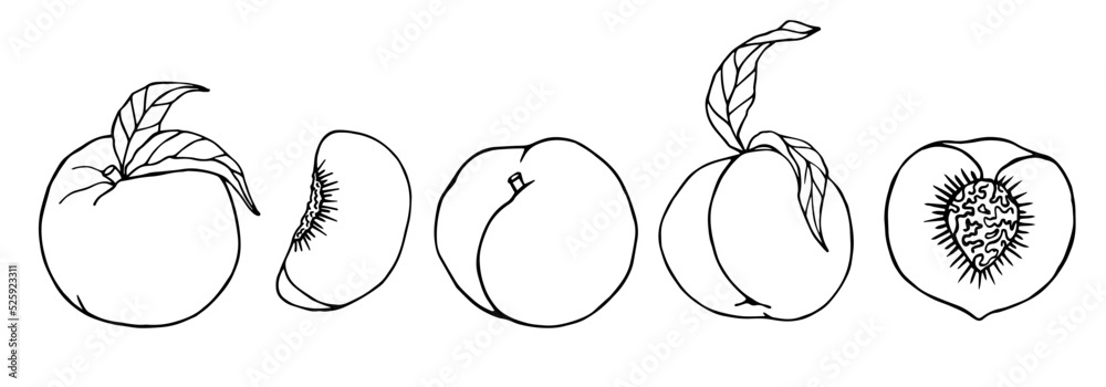 Linear sketch of peaches. Fruit doodle set. Vector graphics. Stock Vector | Adobe Stock