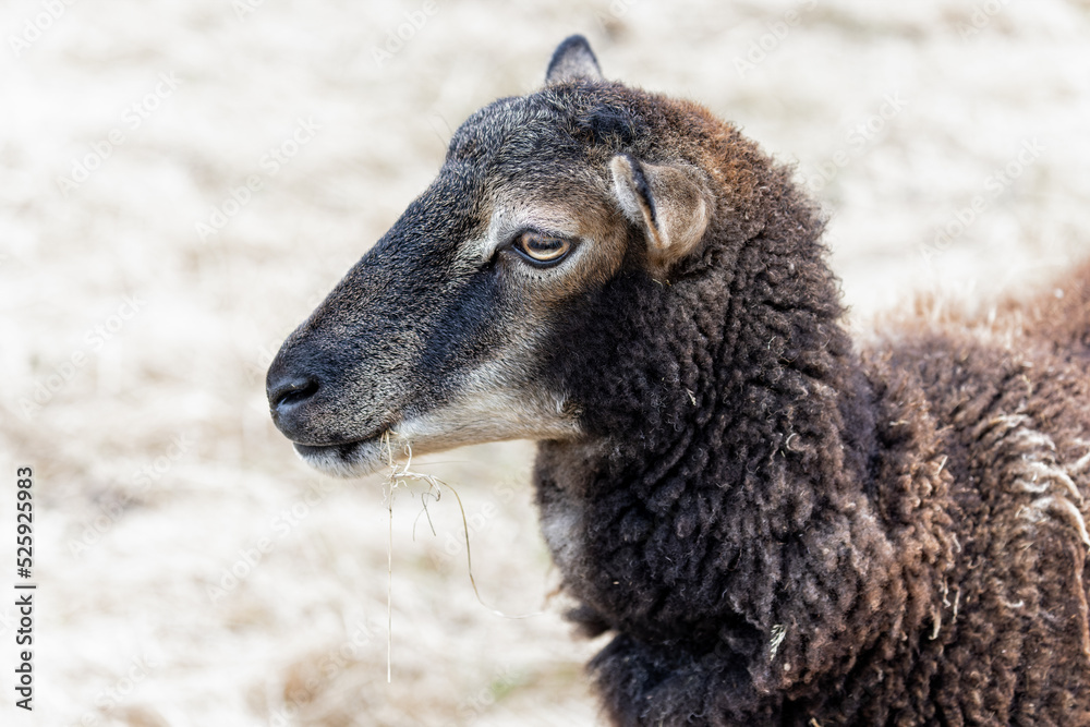 Head shot of a small sheep with brown and white striped head - rare ... Head shot of a small sheep with brown and white striped head - rare ...