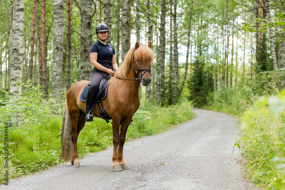 Icelandic horse with female rider on saddle. Rider wearing helmet ...