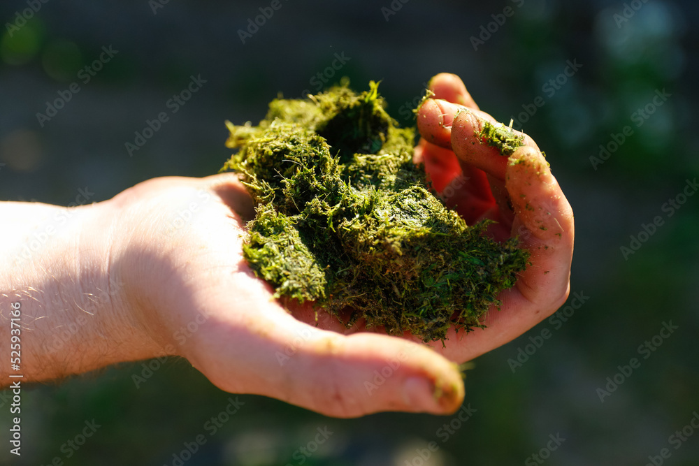 Defocus trimmed grass in hands. Environment Earth Day In the hands of ...