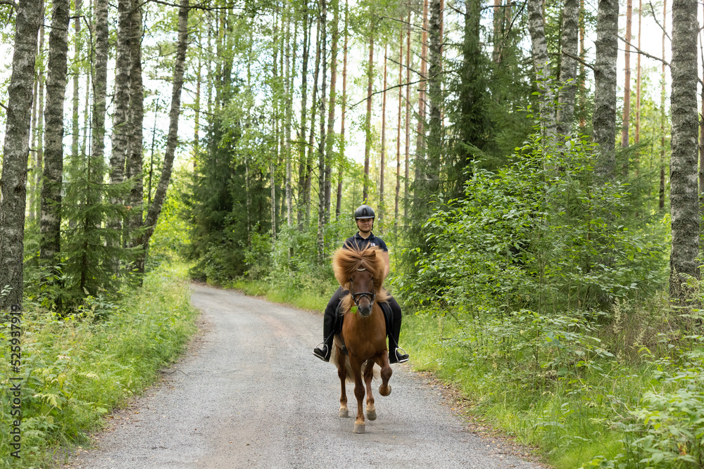 Icelandic horse with female rider on saddle. Rider wearing helmet ...