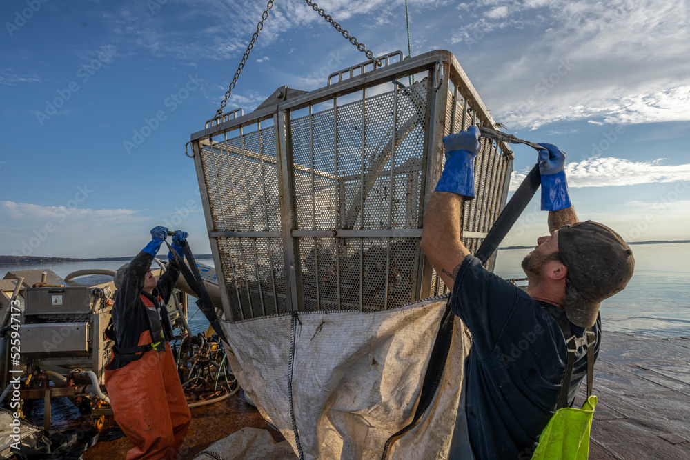 Mussel Harvesting, Bar Harbor, Maine Stock Photo | Adobe Stock