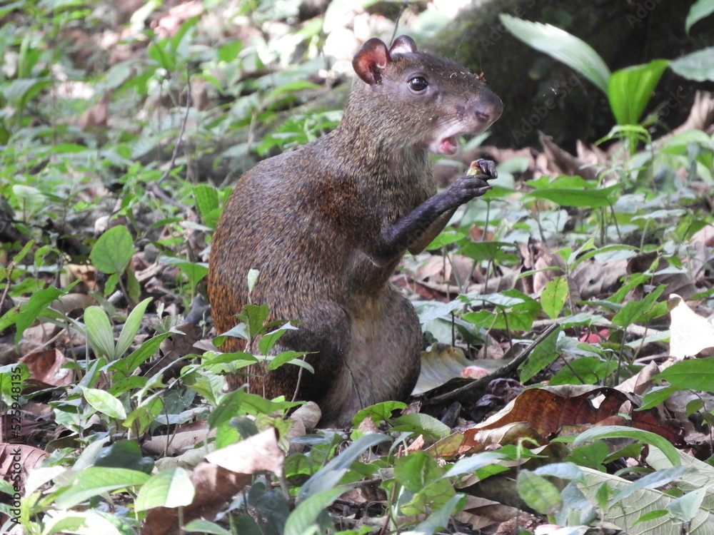 Una Guatusa alimentandose en el bosque tropical del caribe ...