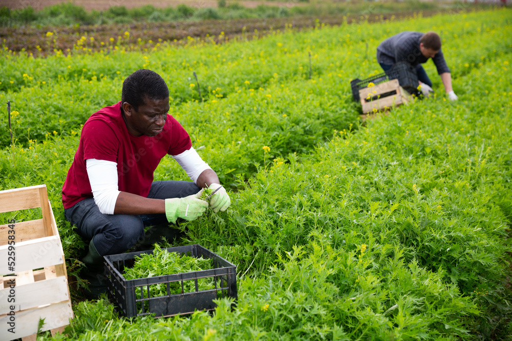 African American farmer harvesting green mizuna (Brassica rapa ...