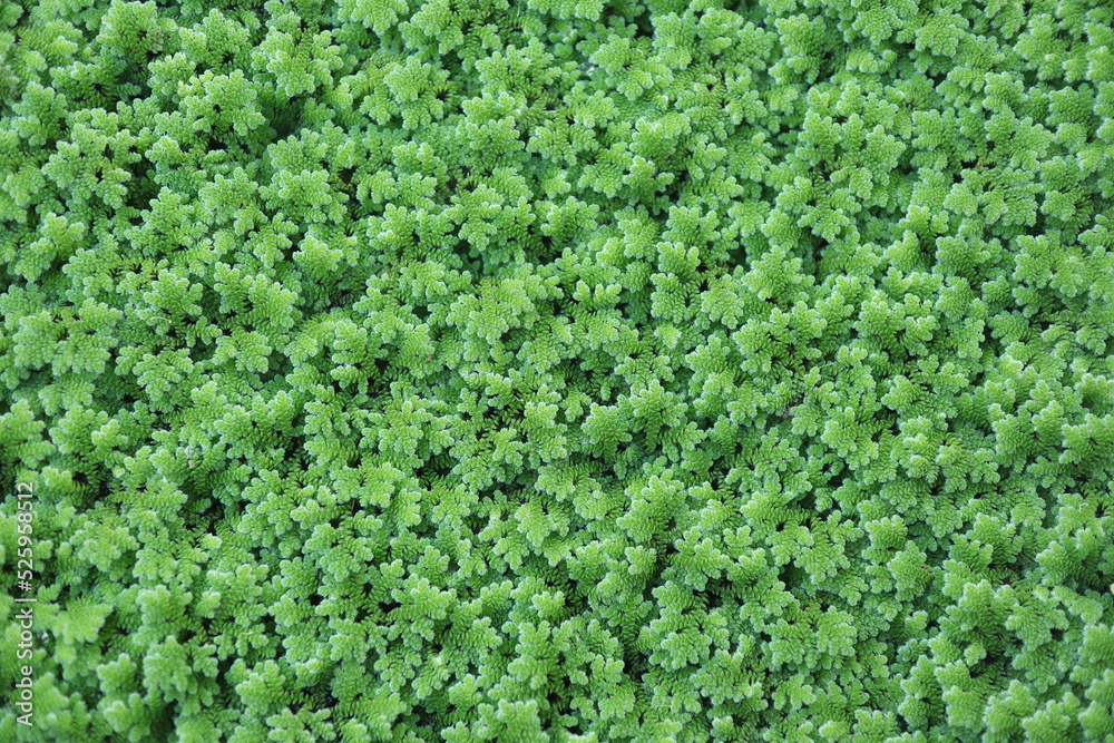 Azolla pinnata or ,Azolla Microphylla, a kind of water fern grown on ...
