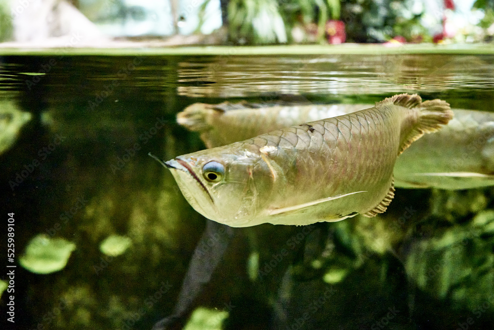 Aravan or light aravan Osteoglossum bicirrhosum is a tropical ...