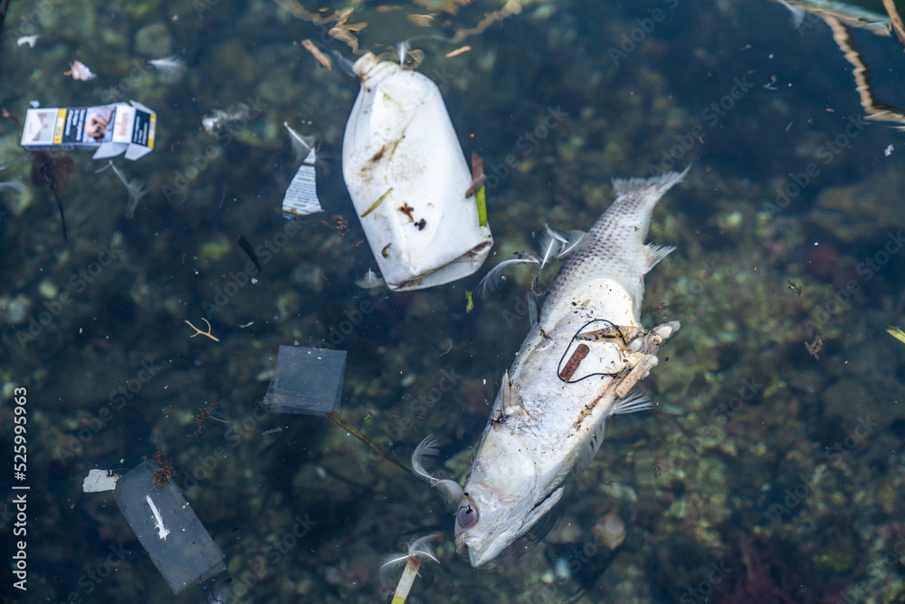 dead fish floating on Sea water pollution with plastic waste Stock ...