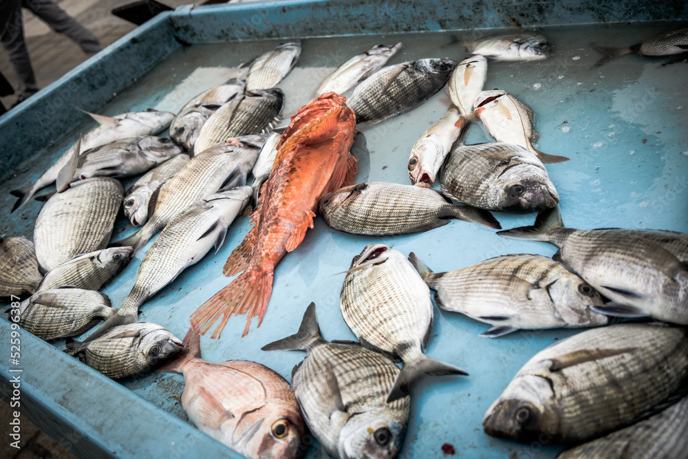 Fish market, Quai de Rive Neuve, Old Port, Marseille, Provence, PACA ...