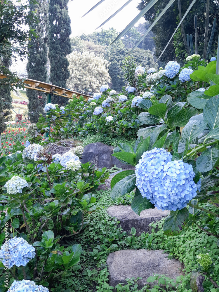 Hydrangea flowers of blue color, in Indonesia hydrangea flowers are ...