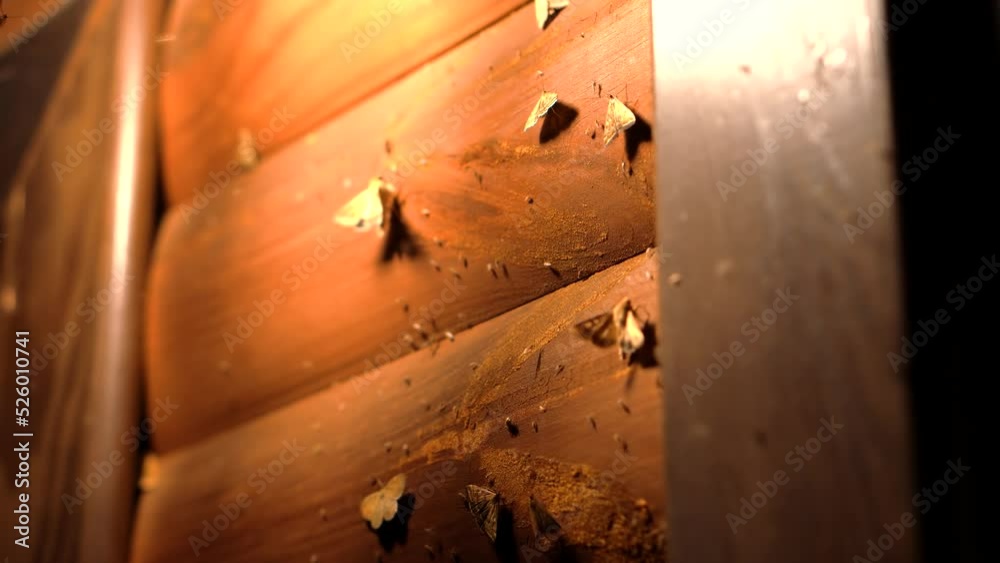 Moths Fly Near Light Lamp. Butterfly Circling Flying Midges, Mosquitoes ...