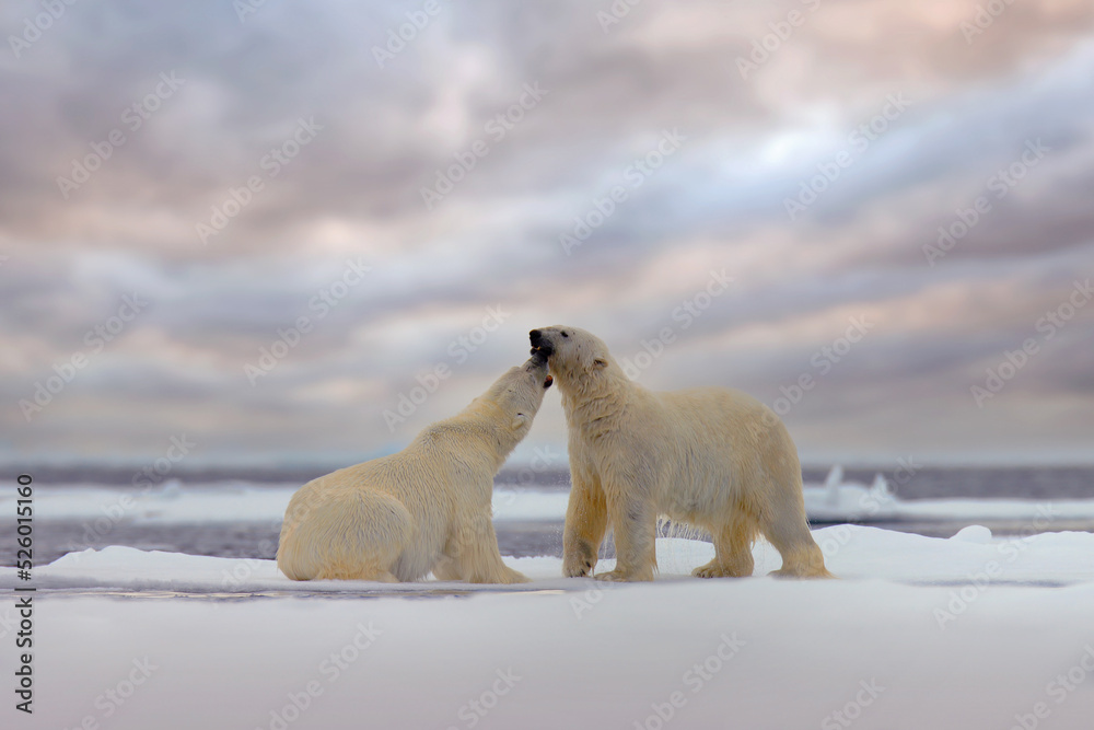 Polar bear fight. Two polar bears fighting on drifting ice in Arctic ...