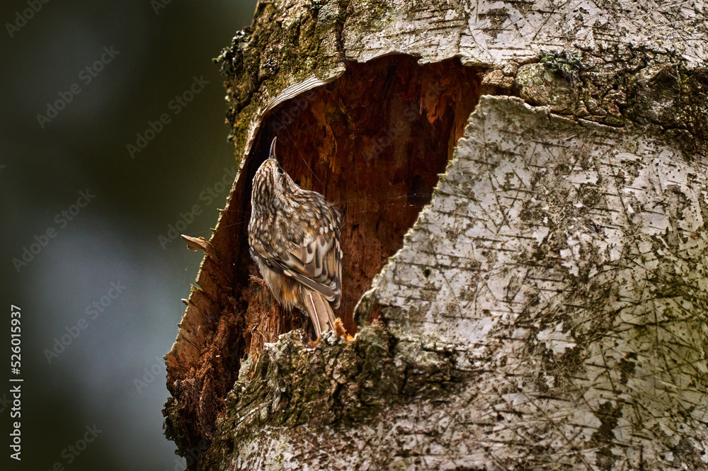 Eurasian treecreeper, Certhia familiaris, small passerine bird. Bird in ...