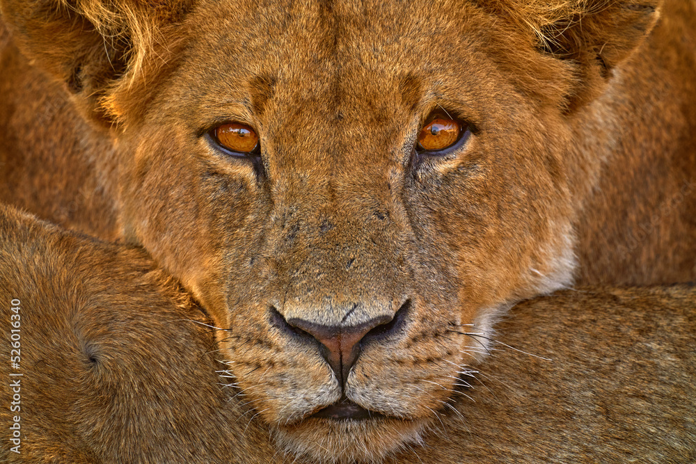 Lion cub, one year old. Detail face close-up portrait in evening light ...