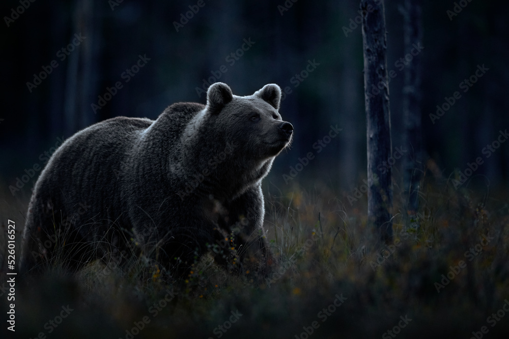 Wildlife in night. Brown bear walking in dark night forest. Dangerous ...