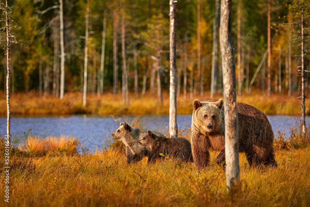 Mother with young. Brown bear hidden in yellow forest. Autumn trees ...