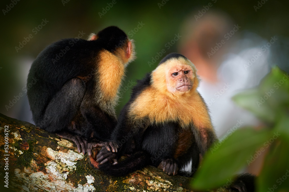 Wild White-headed Capuchin, Cebus capucinus, black monkeys sitting on ...