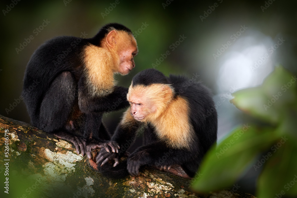 Wild White-headed Capuchin, Cebus capucinus, black monkeys sitting on ...