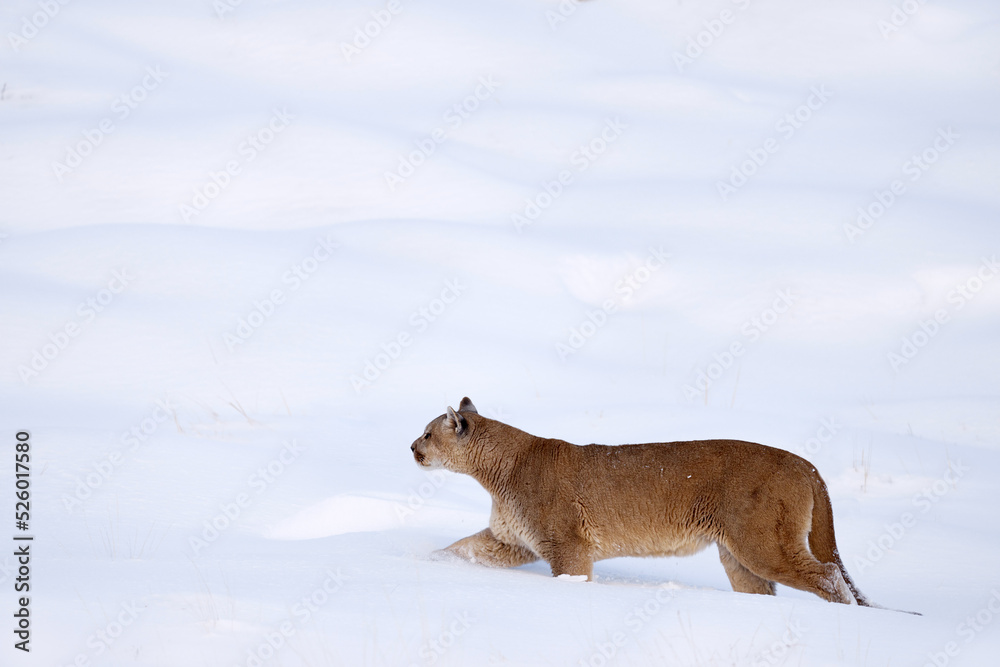 Foto de Puma, nature winter habitat with snow, Torres del Paine, Chile ...