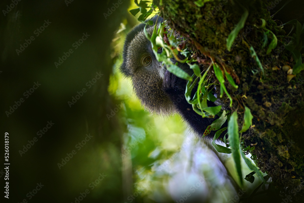 Golden monkey, Cercopithecus kandti, Golden Mgahinga Gorilla National ...