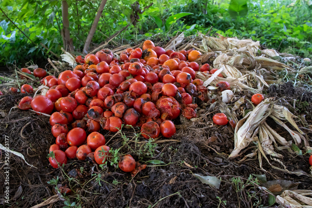Compost pile of rotting kitchen scraps, fruits and vegetable waste in ...