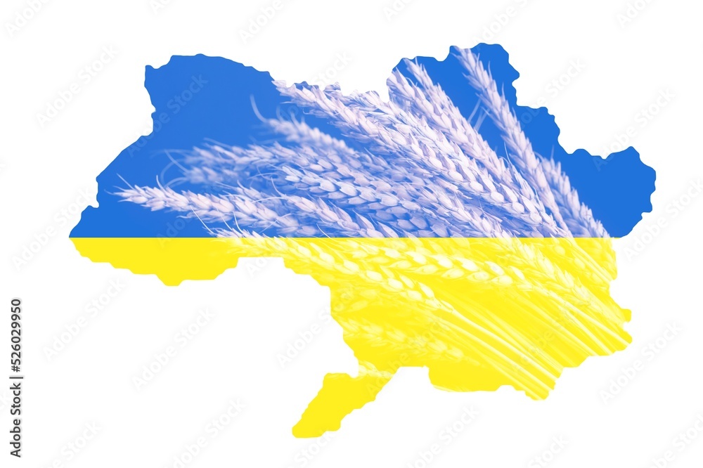Political map of Ukraine with grain of wheat on the background ...