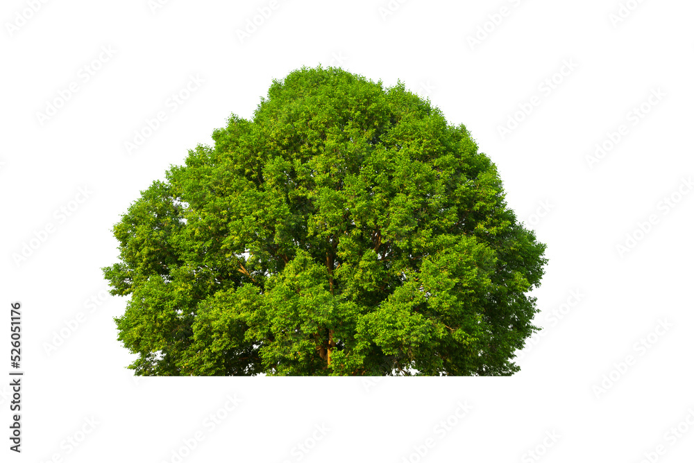 Trees and leaves taken from a low angle to the top of the . tree ...