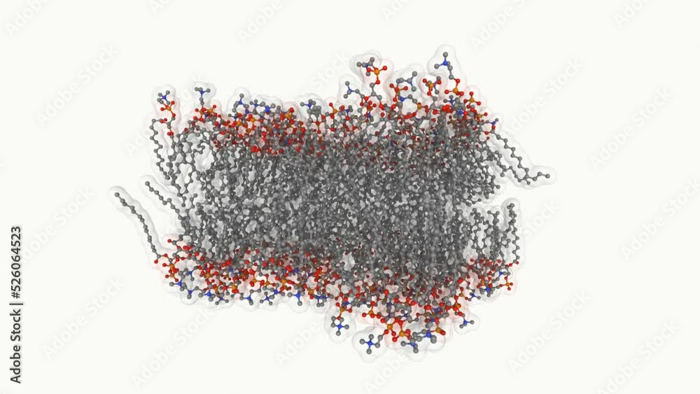 Scientifically accurate 3D model of a lipid bilayer (biological ...