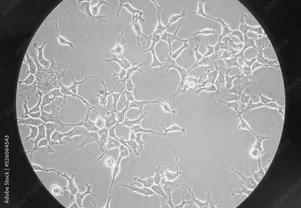 HEK-293 cells cultured in a DMEM medium. The cells are extensively exploited in receptor ...