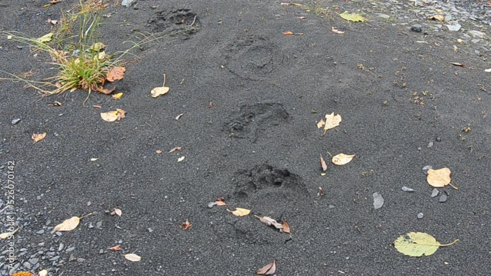 Fresh grizzly bear brown bear kodiak bear tracks with a human hand as ...