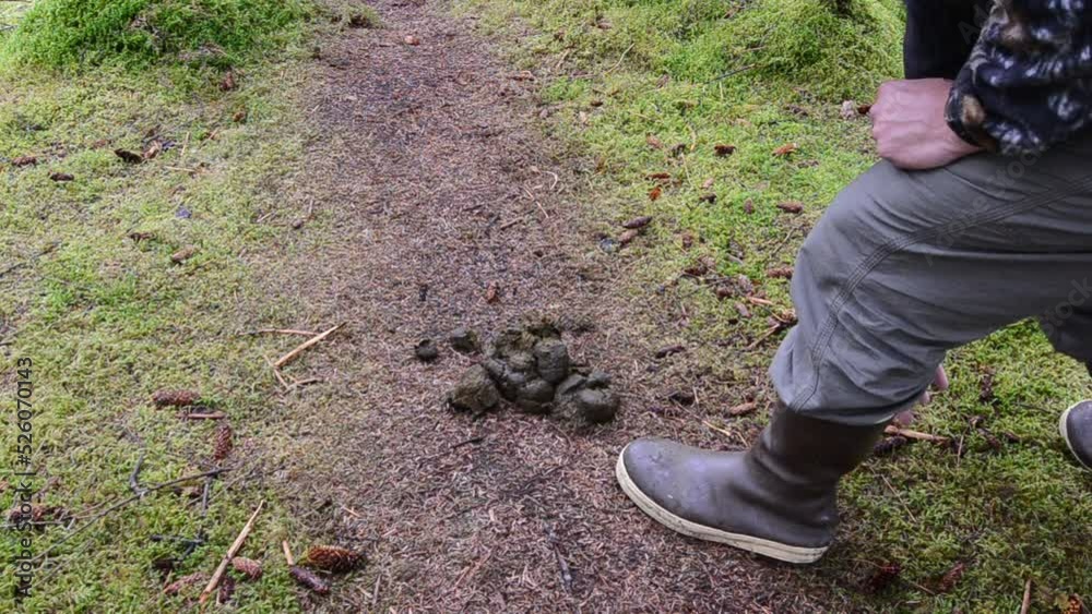 Vidéo Stock Fresh grizzly bear brown bear scat poop along a trail in ...