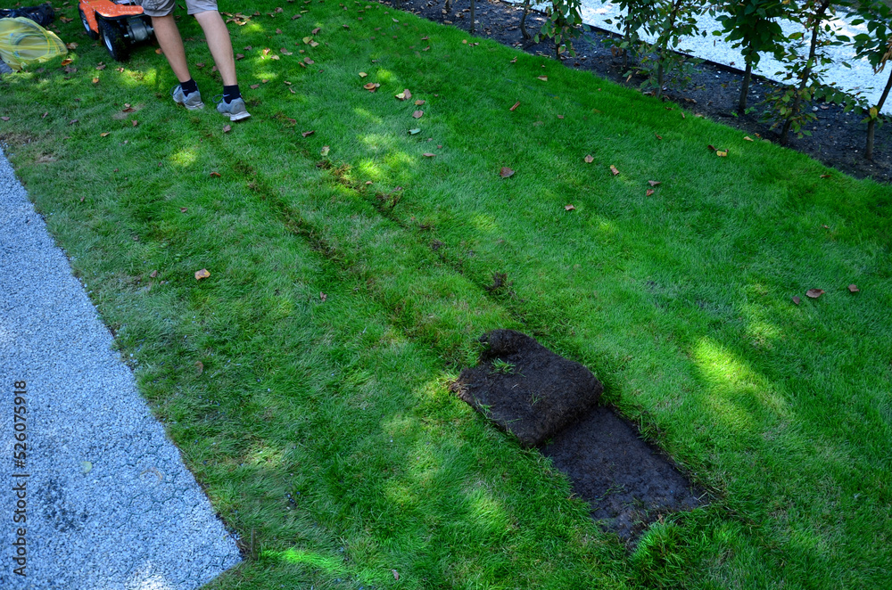 peeling grass carpets using a motorized peeler. replacement of grass ...
