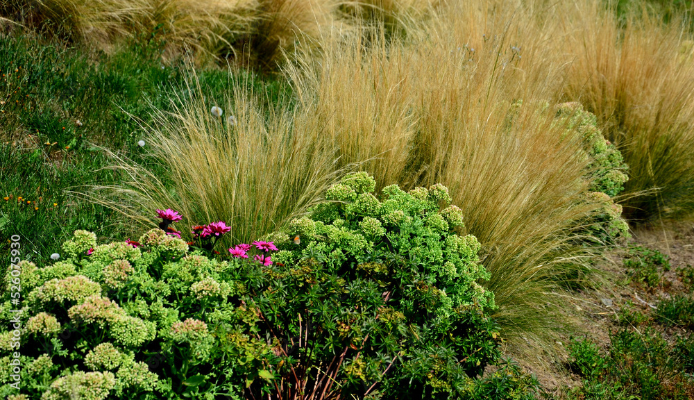 ornamental steppe grasses can withstand drought and are decorative even ...