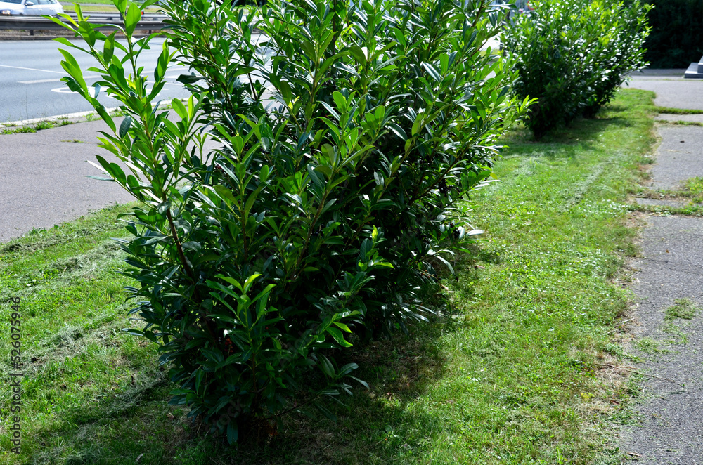 dense, evergreen shrub. a fast-growing screen or a larger, evergreen ...