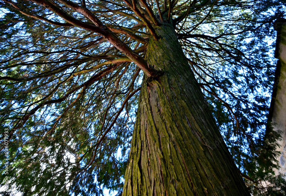 planted at least 5-15 feet apart because of their girth and length ...