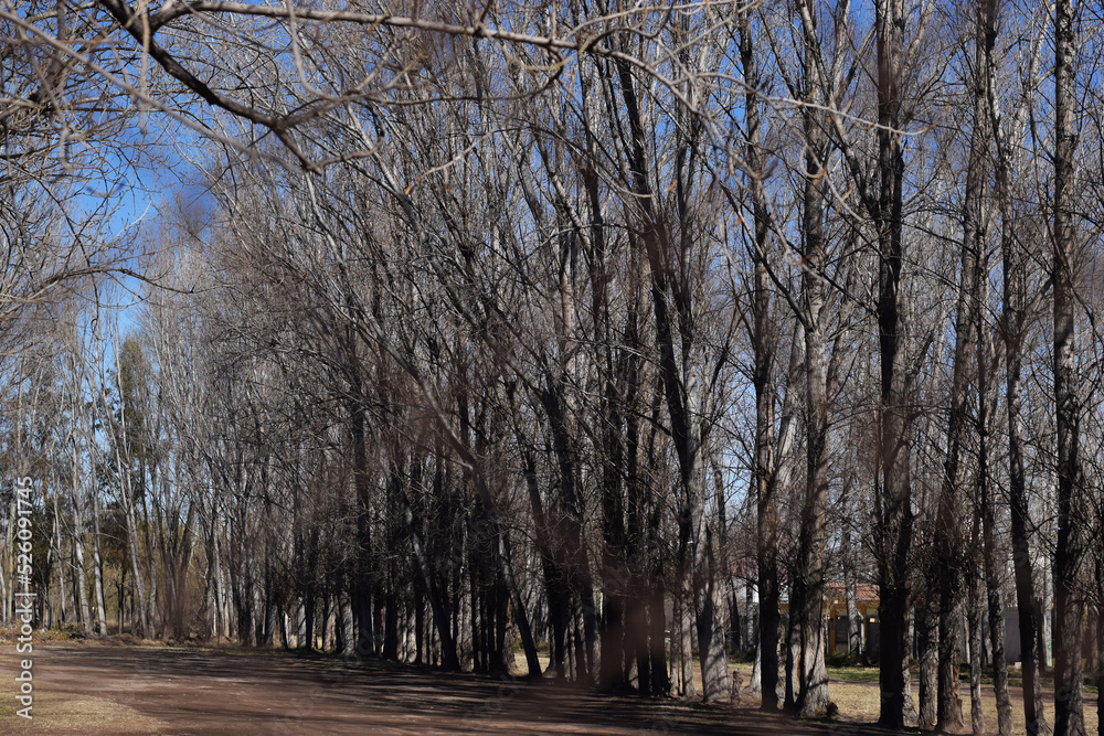 bosque tupido arbol naturaleza Stock Photo | Adobe Stock