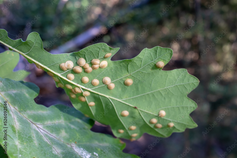 Oak tree leaf with white spots created by insects. Oak tree leaves pests and disease. Galls on ...