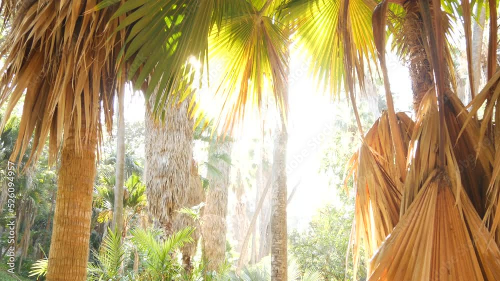 Juicy lush foliage of tropical trees in sunny jungle forest or exotic ...