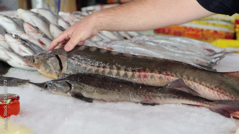 Sturgeon on fish display case. Fish on ice at market. Sale of fish ...