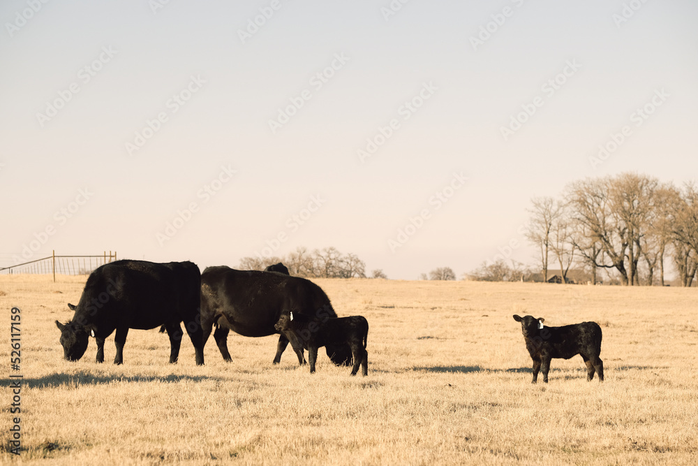 Herd of black angus cattle on Texas ranch for beef industry of ...