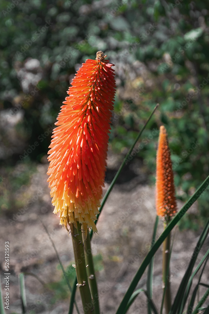 Red kniphofia flower in the garden. Red flowers on a blurry background ...