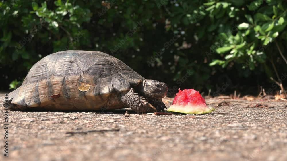 Static close up shot footage shows a turtle eating a piece of ...