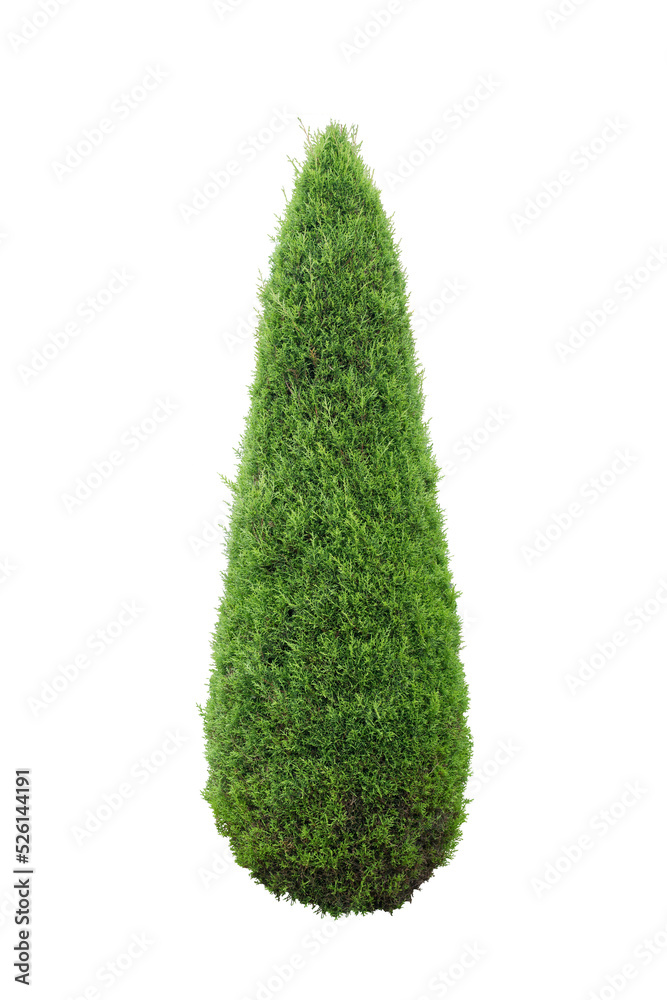 Cypress tree. PNG file. Stock Photo | Adobe Stock