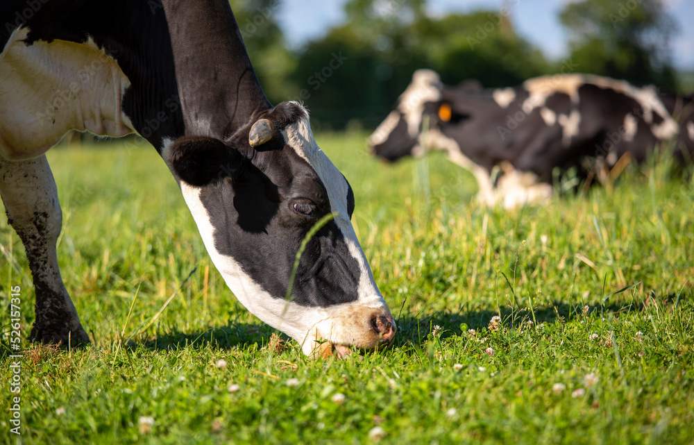 Vache laitière en train de brouter l'herbe vert dans les champs. Stock ...