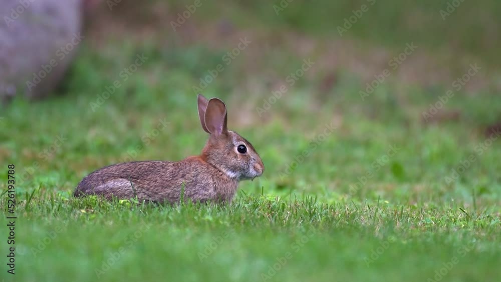 Small rabbit in our yard in Windsor in Upstate NY eating the broadleaf ...