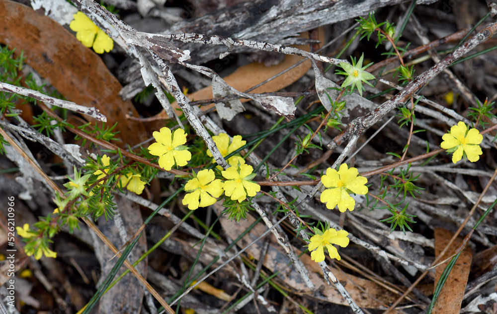 Yellow flowers of the Australian native Hibbertia fasciculata, family ...