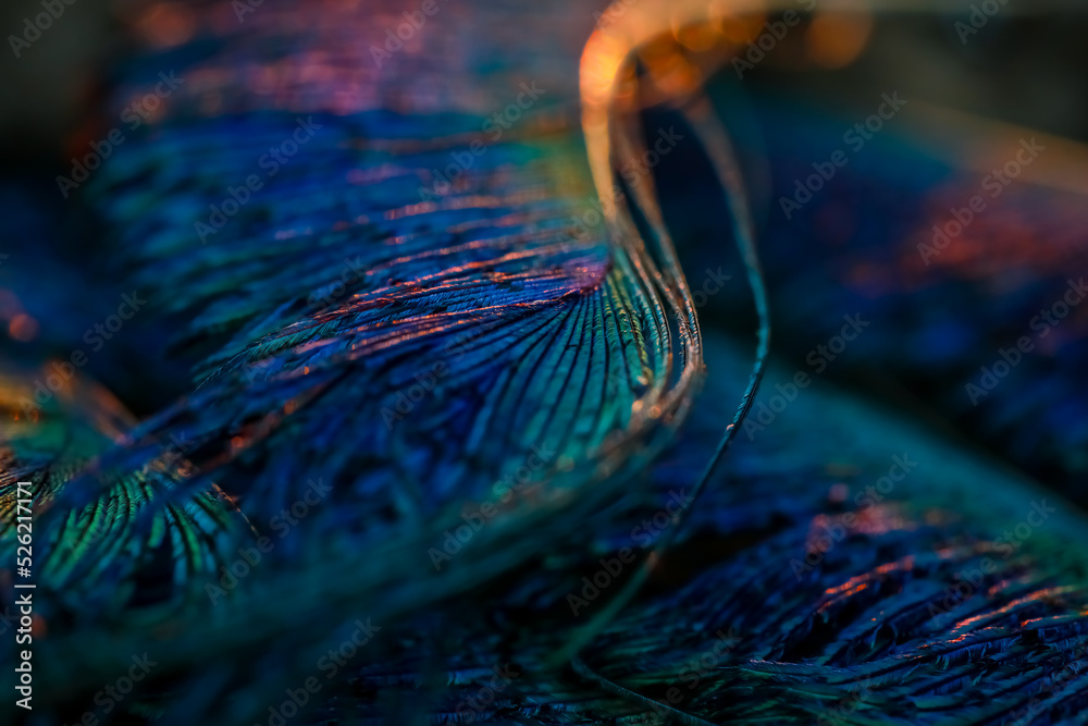 Feather background. Stock Photo | Adobe Stock