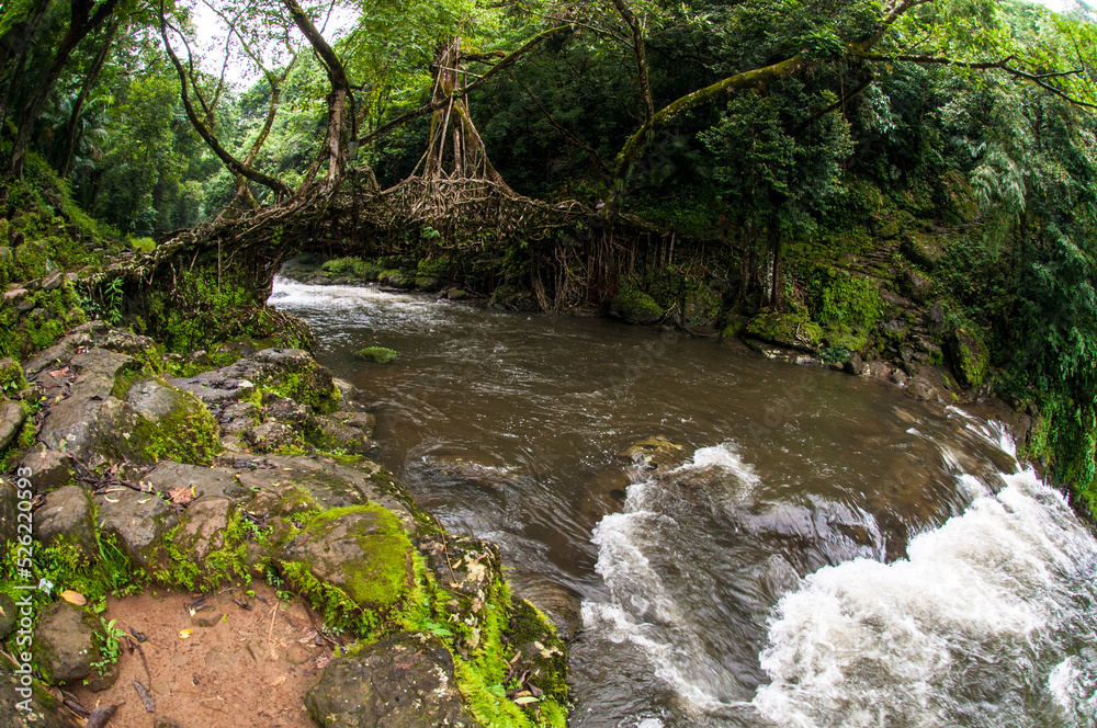 A Living Root Bridge is a type of simple suspension bridge formed of ...