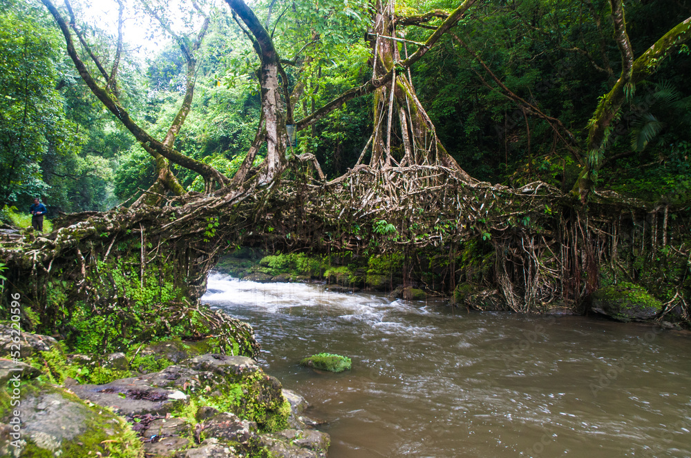A Living Root Bridge is a type of simple suspension bridge formed of ...